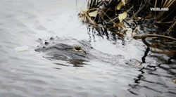 Alligator 480 X 264 Gif GIF | GIFDB.com