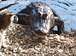 Alligator 550 X 402 Gif GIF | GIFDB.com