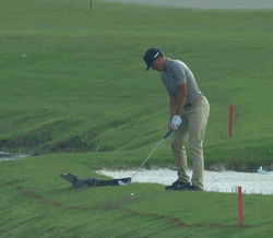 Alligator Golf Field GIF | GIFDB.com