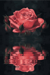 Fresh Red Roses For You GIF | GIFDB.com