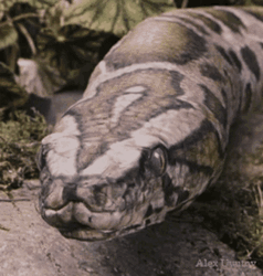 Anaconda Snake Harry Potter GIF | GIFDB.com
