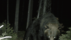 Angry Bear Wild Attack Camera GIF | GIFDB.com