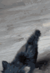 Angry Cat Hiss Growl Claws Ready GIF | GIFDB.com