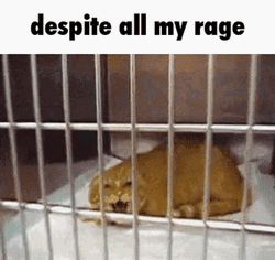 Angry Cat Rage Clinic Cage Meme GIF | GIFDB.com