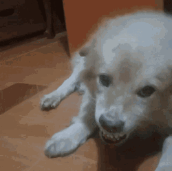 Angry Dog House Dog Snarling Grr GIF | GIFDB.com