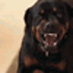 Angry Rottweiler Dog Barking GIF | GIFDB.com