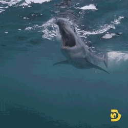 Angry Shark Bite GIF | GIFDB.com