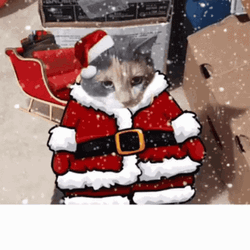 Animated Christmas Cat With Santa Costume GIF | GIFDB.com