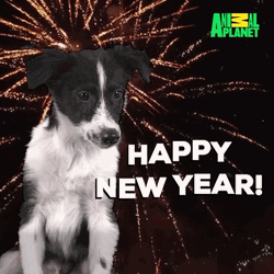 Animated Happy New Year With A Dog In Fireworks Background GIF | GIFDB.com