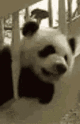 Anxious Paranoid Animal Panda Cage GIF | GIFDB.com