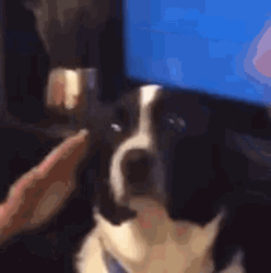 Anxious Puppy Gif