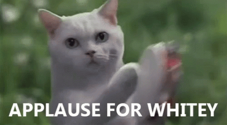 Applause For Whitey White Cat GIF | GIFDB.com