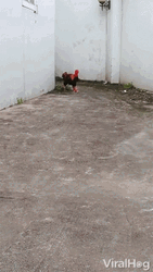 Approaching Chicken Run GIF | GIFDB.com