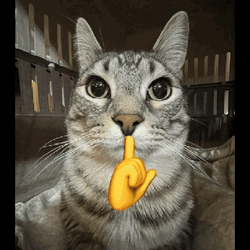 Ash Gray Cat Mewing Meme GIF | GIFDB.com