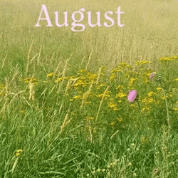 August GIFs | GIFDB.com