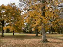 Autumn Falls Park Trees GIF | GIFDB.com