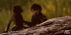Baby Baboon Monkeys Playing GIF | GIFDB.com