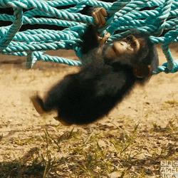 Baby Chimpanzee Monkey Hanging Upside Down GIF | GIFDB.com