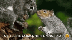 Back Here On Monday Squirrel Meme GIF | GIFDB.com