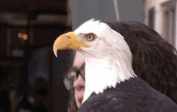 Bald Eagle Beak Opens GIF | GIFDB.com