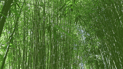 Bamboo GIFs | GIFDB.com