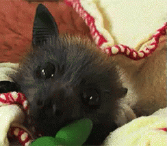 Close Up Shot Bat Flapping Ears GIF | GIFDB.com