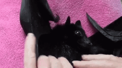 Pampered Bat Getting Massages GIF | GIFDB.com