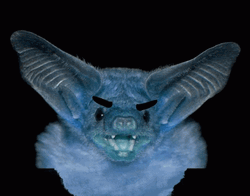 Bat 498 X 389 Gif GIF | GIFDB.com