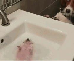 Bath 390 X 320 Gif GIF | GIFDB.com