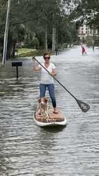 Batten Down The Hatches Sailing In Flood GIF | GIFDB.com