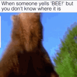 Bear Panicking Bee Meme GIF | GIFDB.com