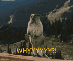 Bear Roaring Whyyy GIF | GIFDB.com