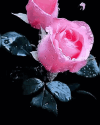 Beautiful Flowers Fresh Pink Roses GIF | GIFDB.com