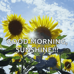 Beautiful Good Morning Sunflowers GIF | GIFDB.com
