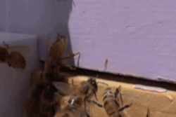 Bee Flying Banging Head Against Wall GIF | GIFDB.com