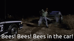 Bee In The Car Meme GIF | GIFDB.com