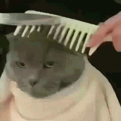 Behave Cat Getting A Haircut GIF | GIFDB.com