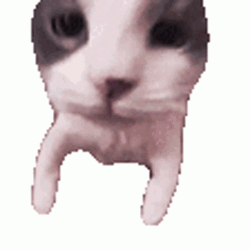 Besos Cat On Camera GIF | GIFDB.com