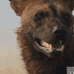 Big Boss Hyena GIF | GIFDB.com