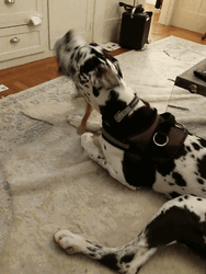 Big Dog Dalmatian Playing Puppy GIF | GIFDB.com