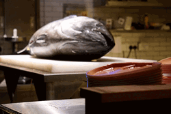 Big Fish On Kitchen Counter GIF | GIFDB.com
