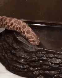 Big Hognose Snake Drinking GIF | GIFDB.com