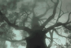 Big Tree Dark Aesthetic GIF | GIFDB.com