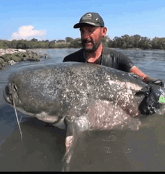Big Wels Catfish GIF | GIFDB.com
