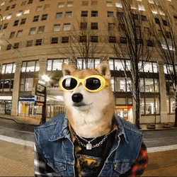 Billionaire Dog Meme GIF | GIFDB.com