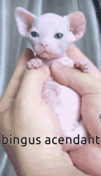 Bingus Ascendant Cute Sphynx Cat GIF | GIFDB.com
