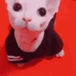Bingus Costume Cat Wink GIF | GIFDB.com
