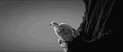 Freed Bird Flying GIF | GIFDB.com
