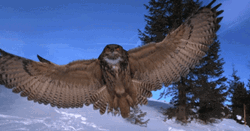 Bird Flying At Night GIF | GIFDB.com