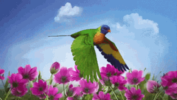 Animated Bird Flying Over Flower Field GIF | GIFDB.com